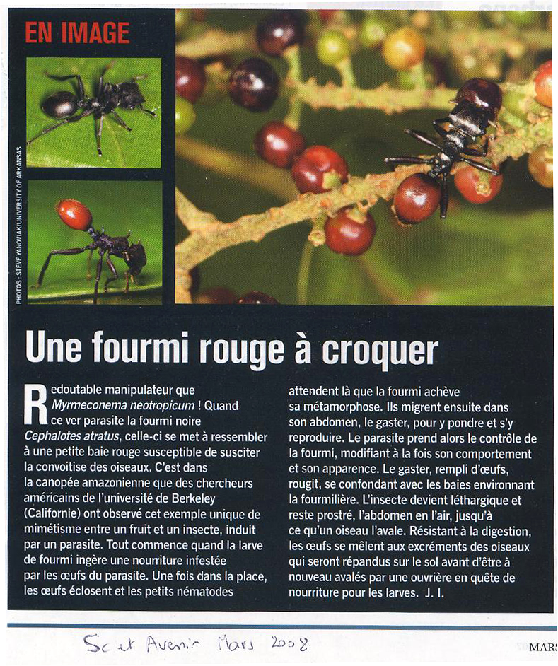 Myrmeconema Neotropicum